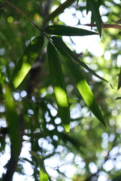 雨后春笋图片怎么拍_雨后春笋高清壁纸下载-第1张图片-山城妙识
