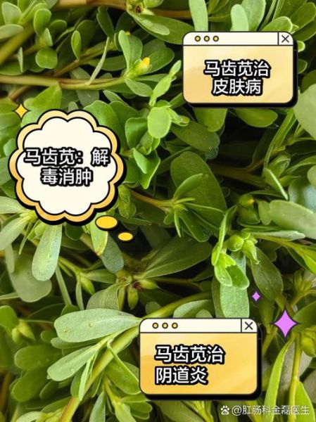 马齿苋能治哪些妇科病_怎么用效果最好-第3张图片-山城妙识