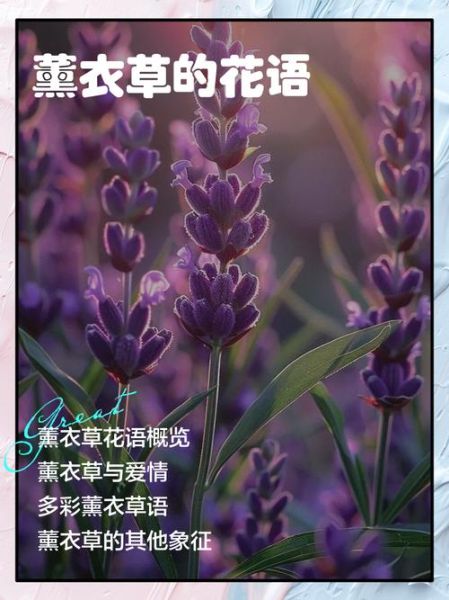 薰衣草花语是什么_薰衣草寓意有哪些-第1张图片-山城妙识 薰衣草花语是什么_薰衣草寓意有哪些-第1张图片-山城妙识