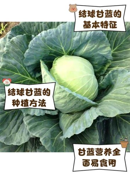 球甘蓝的功效与作用_球甘蓝怎么吃最营养-第1张图片-山城妙识 球甘蓝的功效与作用_球甘蓝怎么吃最营养-第1张图片-山城妙识