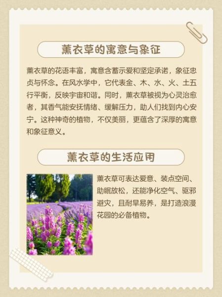 薰衣草花语是什么_薰衣草寓意有哪些-第2张图片-山城妙识 薰衣草花语是什么_薰衣草寓意有哪些-第2张图片-山城妙识