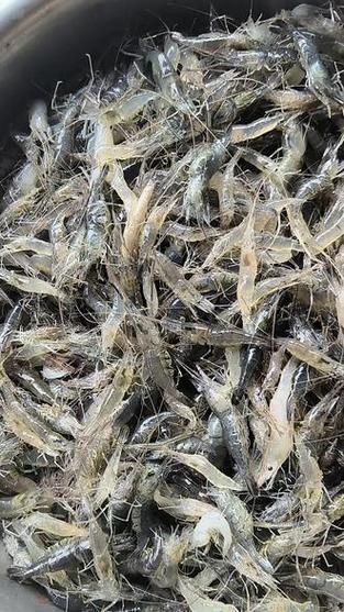 草虾多少钱一斤_草虾价格受哪些因素影响-第3张图片-山城妙识 草虾多少钱一斤_草虾价格受哪些因素影响-第3张图片-山城妙识