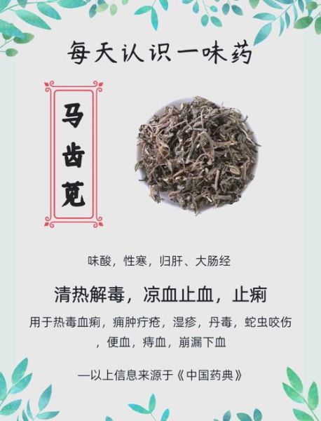 马齿苋能治哪些妇科病_怎么用效果最好-第2张图片-山城妙识