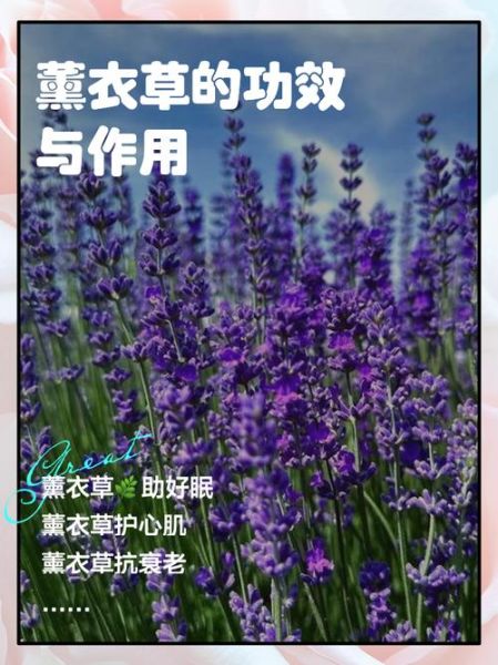 薰衣草花语是什么_薰衣草寓意有哪些-第3张图片-山城妙识 薰衣草花语是什么_薰衣草寓意有哪些-第3张图片-山城妙识