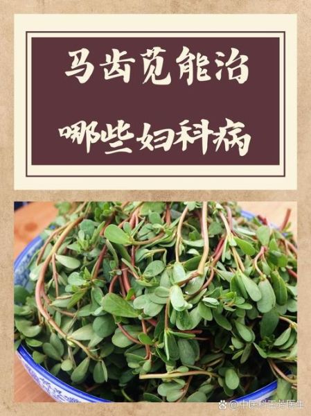 马齿苋能治哪些妇科病_怎么用效果最好-第1张图片-山城妙识