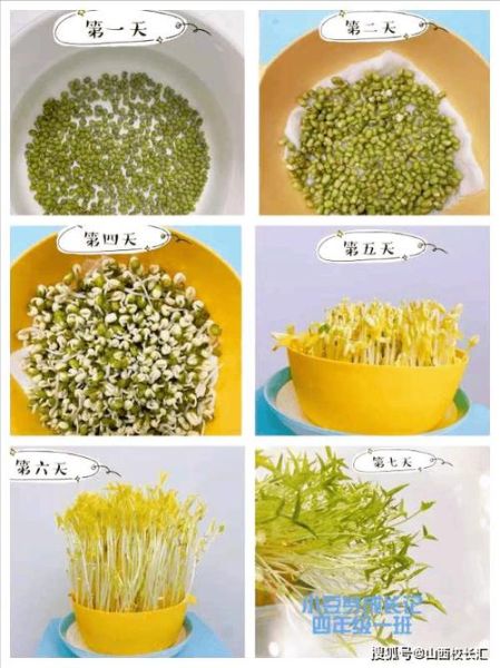 黄豆怎么泡豆芽_家庭无土发芽方法-第3张图片-山城妙识