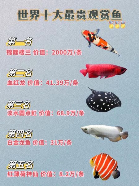 龙鱼价格多少钱一条_龙鱼为什么这么贵-第3张图片-山城妙识