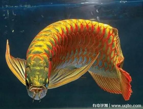 龙鱼价格多少钱一条_龙鱼为什么这么贵-第2张图片-山城妙识