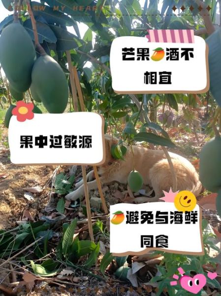 芒果不能和什么一起吃_芒果的禁忌有哪些-第2张图片-山城妙识