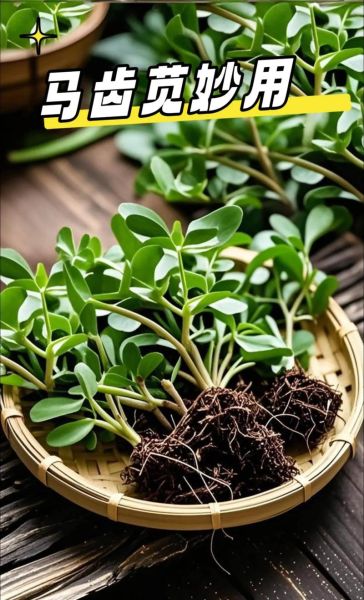 马齿苋敷脸过敏怎么办_马齿苋敷脸越敷越厉害原因-第3张图片-山城妙识 马齿苋敷脸过敏怎么办_马齿苋敷脸越敷越厉害原因-第3张图片-山城妙识