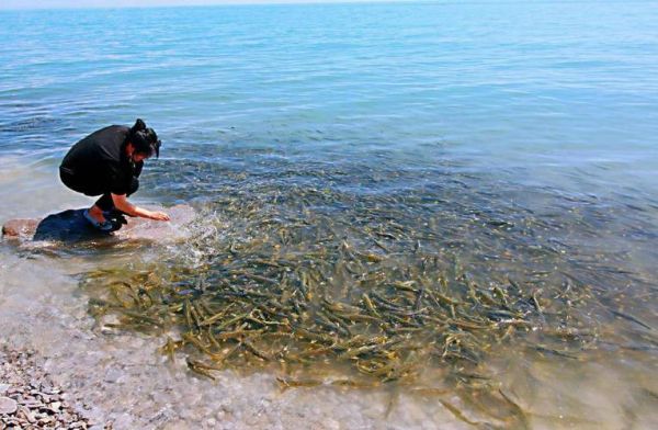 青海湖湟鱼最大多少斤_湟鱼最大体重记录-第1张图片-山城妙识