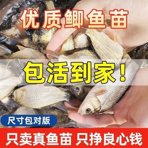 鲫鱼苗怎么挑选_鲫鱼苗价格多少钱一斤-第1张图片-山城妙识