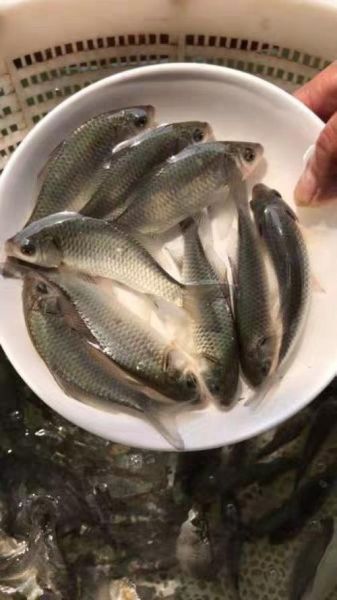 鲫鱼苗怎么挑选_鲫鱼苗价格多少钱一斤-第3张图片-山城妙识