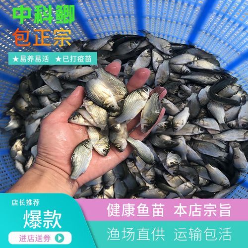 鲫鱼苗怎么挑选_鲫鱼苗价格多少钱一斤-第2张图片-山城妙识
