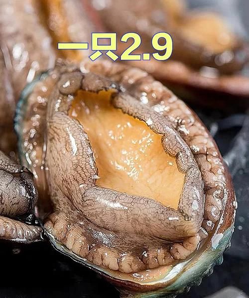 鲍鱼市场价多少钱一斤_鲍鱼价格为什么差异大-第1张图片-山城妙识