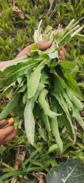 野菜有哪些品种_野菜图片大全及名称-第3张图片-山城妙识