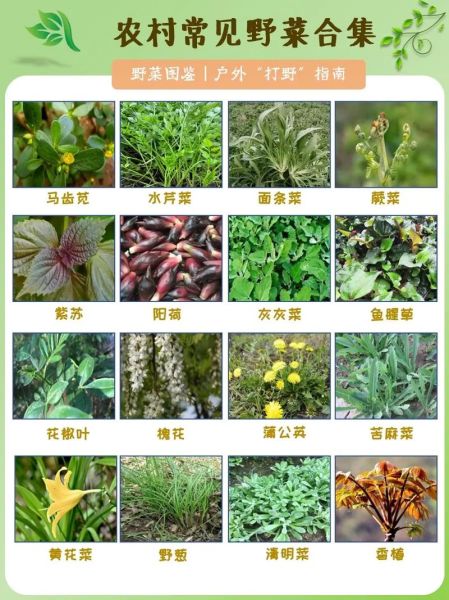 野菜有哪些品种_野菜图片大全及名称-第1张图片-山城妙识