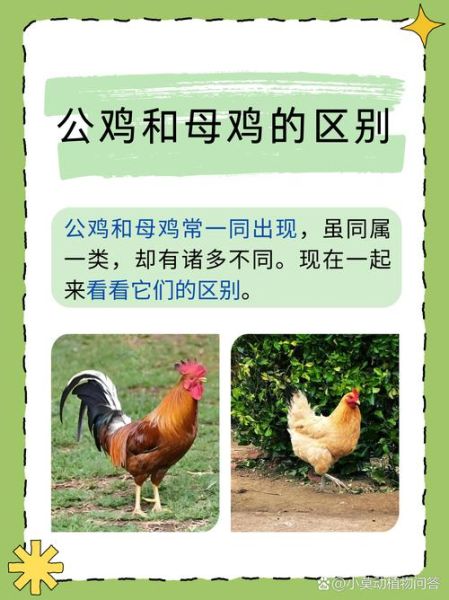 笨鸡图片怎么区分_笨鸡和土鸡的区别-第1张图片-山城妙识