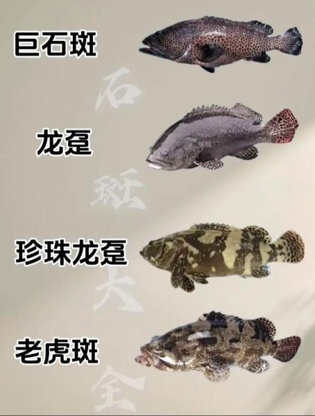 海石斑鱼价格多少钱一斤_海石斑鱼怎么挑选最新行情-第1张图片-山城妙识