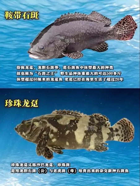 海石斑鱼价格多少钱一斤_海石斑鱼怎么挑选最新行情-第2张图片-山城妙识