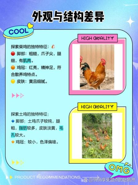 笨鸡图片怎么区分_笨鸡和土鸡的区别-第2张图片-山城妙识