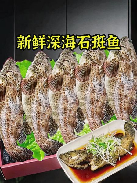 海石斑鱼价格多少钱一斤_海石斑鱼怎么挑选最新行情-第3张图片-山城妙识
