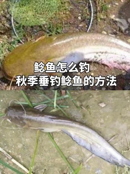 鲶鱼怎么钓最好_鲶鱼钓法技巧-第1张图片-山城妙识