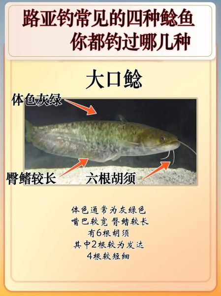 鲶鱼怎么钓最好_鲶鱼钓法技巧-第2张图片-山城妙识