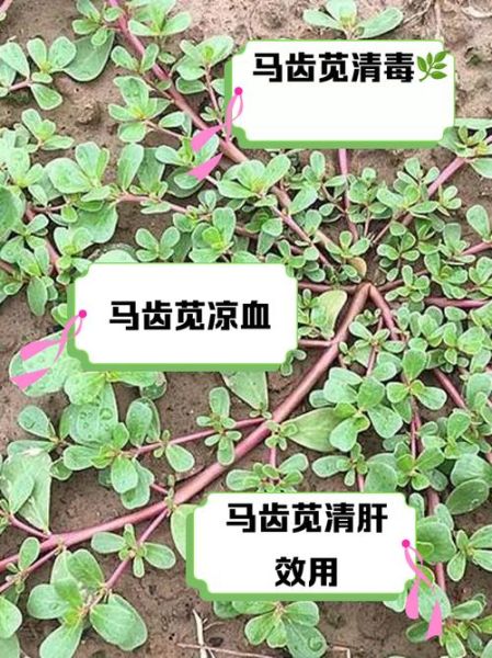 马齿苋的功效与作用及食用方法_马齿苋怎么吃最健康-第1张图片-山城妙识