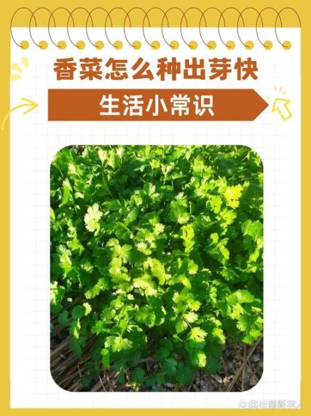 香菜籽怎么种出苗快_香菜籽几天发芽-第1张图片-山城妙识