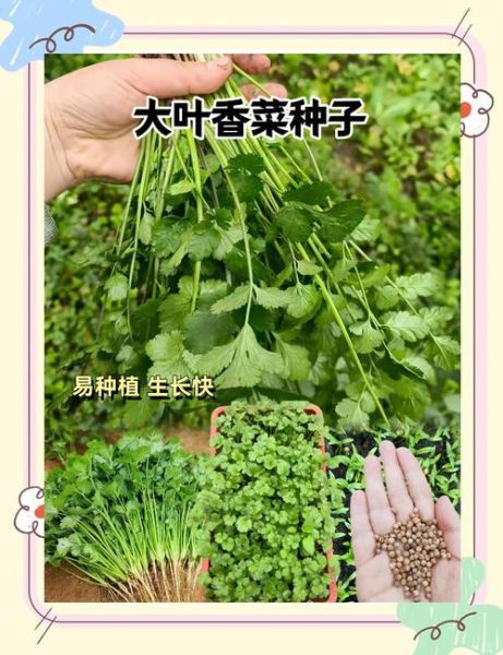 香菜籽怎么种出苗快_香菜籽几天发芽-第3张图片-山城妙识