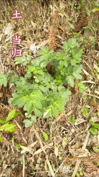 野生土当归长什么样_野生土当归和家种区别-第2张图片-山城妙识