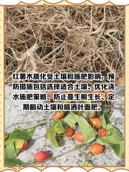 野地瓜根的功效与作用_野地瓜根怎么吃效果最好-第1张图片-山城妙识