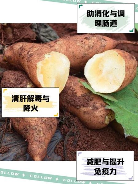 雪莲果的功效与作用禁忌_雪莲果怎么吃最好-第2张图片-山城妙识