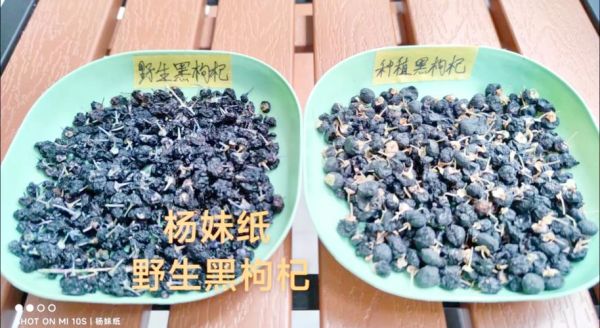 黑枸杞多少钱一斤_黑枸杞价格为什么差别大-第1张图片-山城妙识