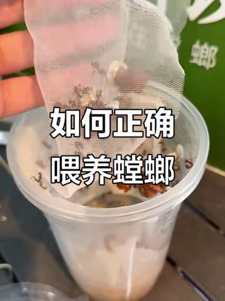 螳螂吃什么_螳螂怎么养-第1张图片-山城妙识