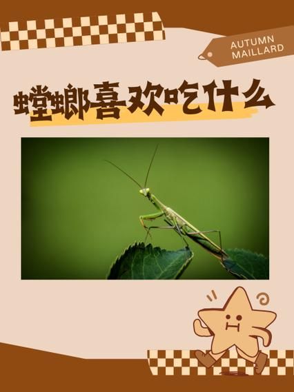 螳螂吃什么_螳螂怎么养-第2张图片-山城妙识