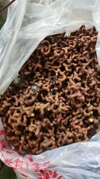鸡爪梨是什么水果_鸡爪梨的功效与作用-第3张图片-山城妙识
