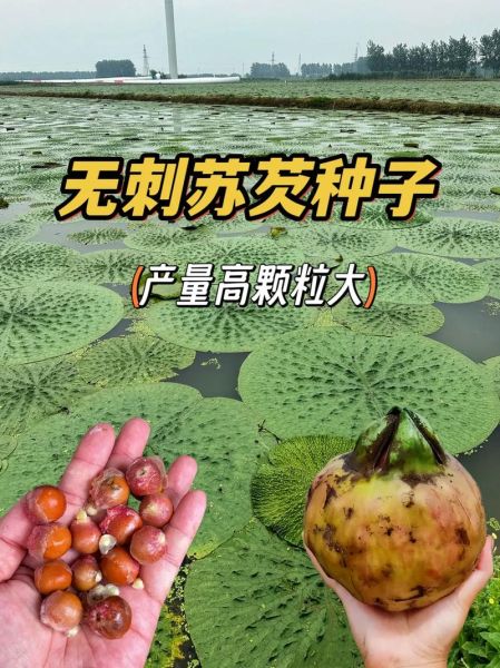 鸡头米和芡实一样吗_鸡头米与芡实的区别-第1张图片-山城妙识