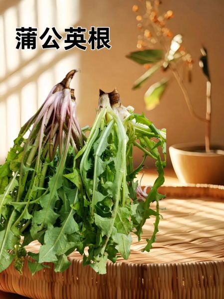 蒲公英十大最佳搭配_怎么吃效果最好-第2张图片-山城妙识