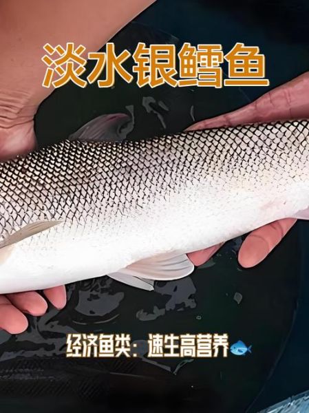 银鳕鱼价格多少钱一斤_银鳕鱼为什么这么贵-第1张图片-山城妙识