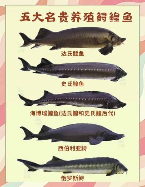 鲟鳇鱼的营养价值_鲟鳇鱼怎么吃最补-第1张图片-山城妙识