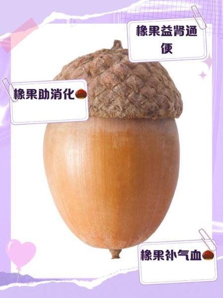 橡子果有什么药用价值_橡子果怎么吃才养生-第1张图片-山城妙识
