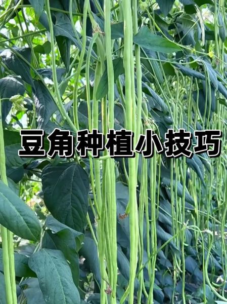 豆角种植技术与管理方法_如何提高豆角产量-第1张图片-山城妙识