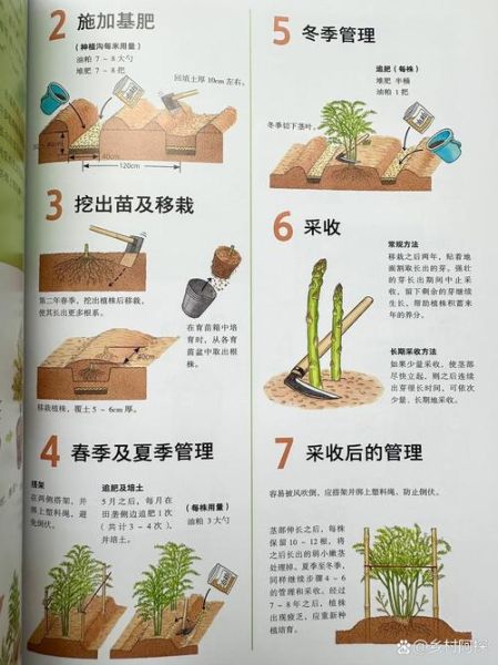芦笋怎么种植_芦笋种植技术视频教程-第1张图片-山城妙识