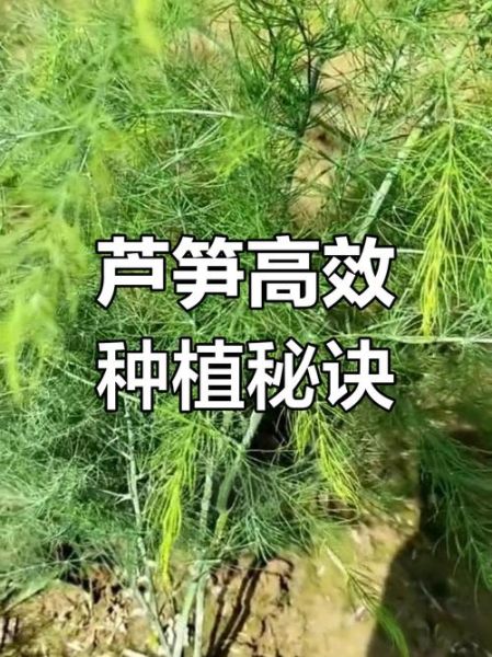 芦笋怎么种植_芦笋种植技术视频教程-第2张图片-山城妙识