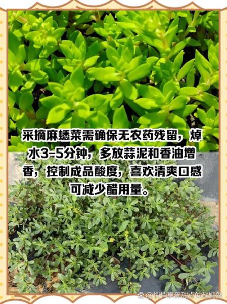 麻子菜长什么样_麻子菜的功效与作用-第3张图片-山城妙识