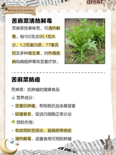 麻子菜长什么样_麻子菜的功效与作用-第1张图片-山城妙识