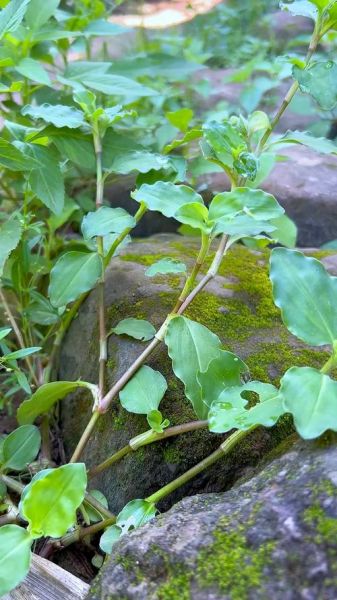 竹叶菜什么时候种_竹叶菜种植方法-第3张图片-山城妙识