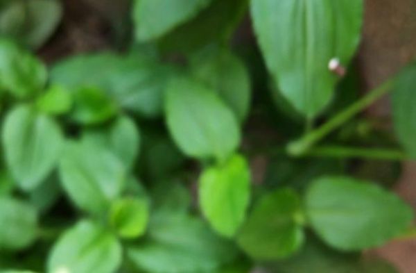 竹叶菜什么时候种_竹叶菜种植方法-第1张图片-山城妙识